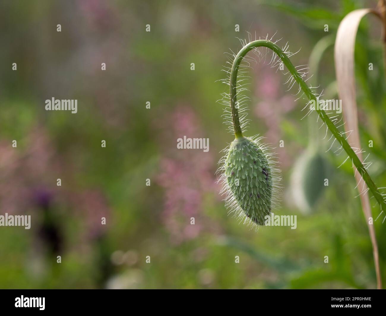 Little poppy bud waiting for blooming Stock Photo - Alamy