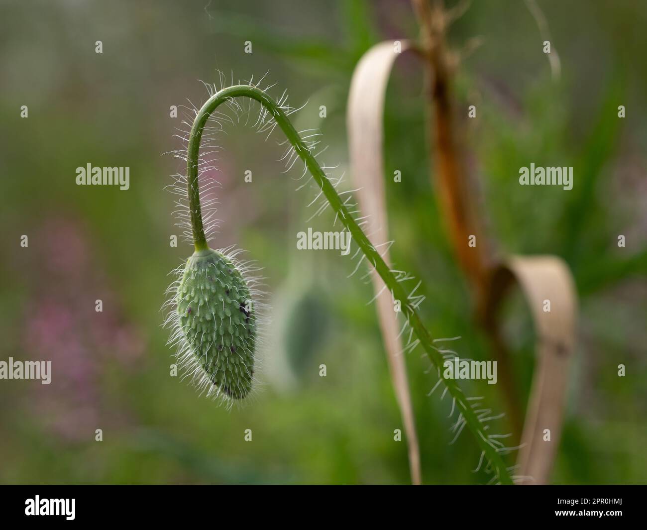Little poppy bud waiting for blooming Stock Photo - Alamy