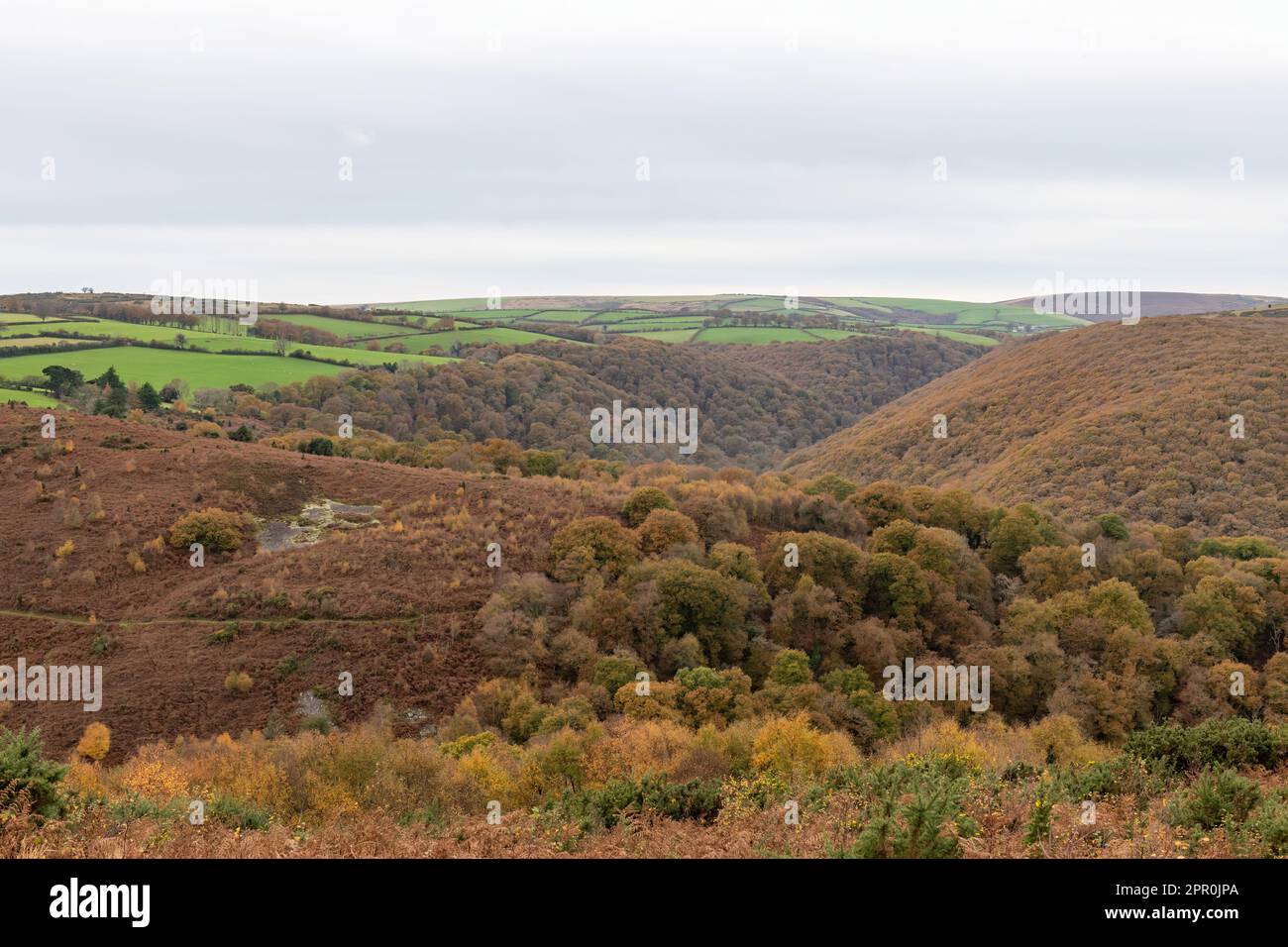 Landscape photo of the autumn colours at Horner woods in Exmoor ...