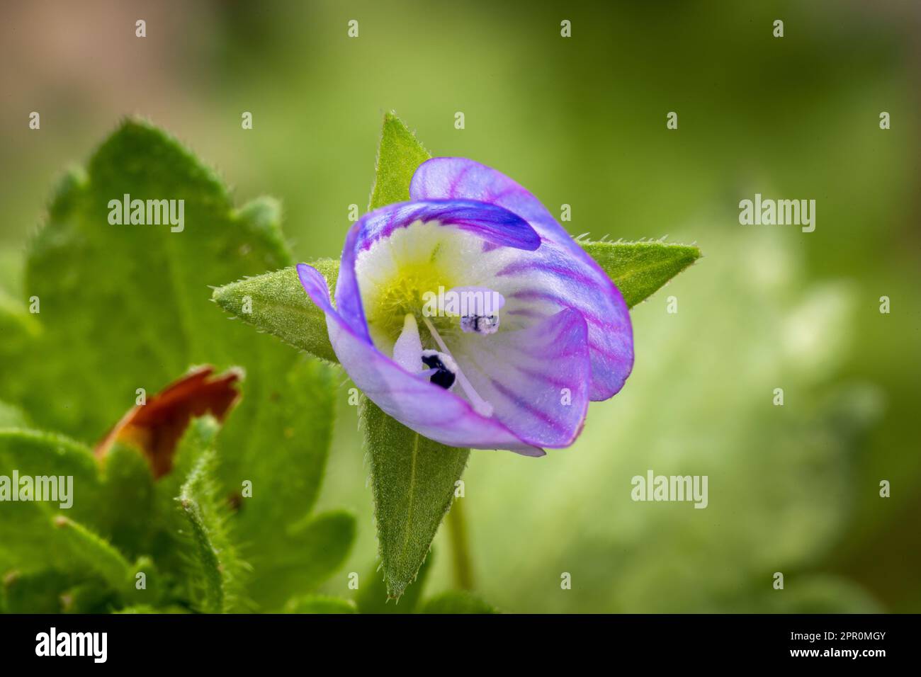 veronica or speedwell blossom in detail Stock Photo - Alamy