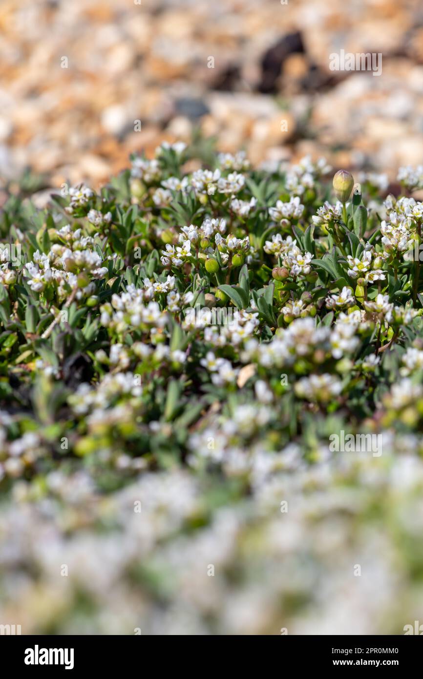Close up of scurvygrass (cochlearia officinalis) flowers in bloom Stock ...