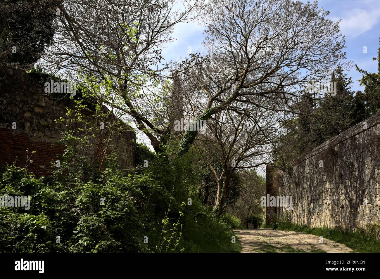 Tree arching on the bend of a dirt path bordered by a boundary wall in ...