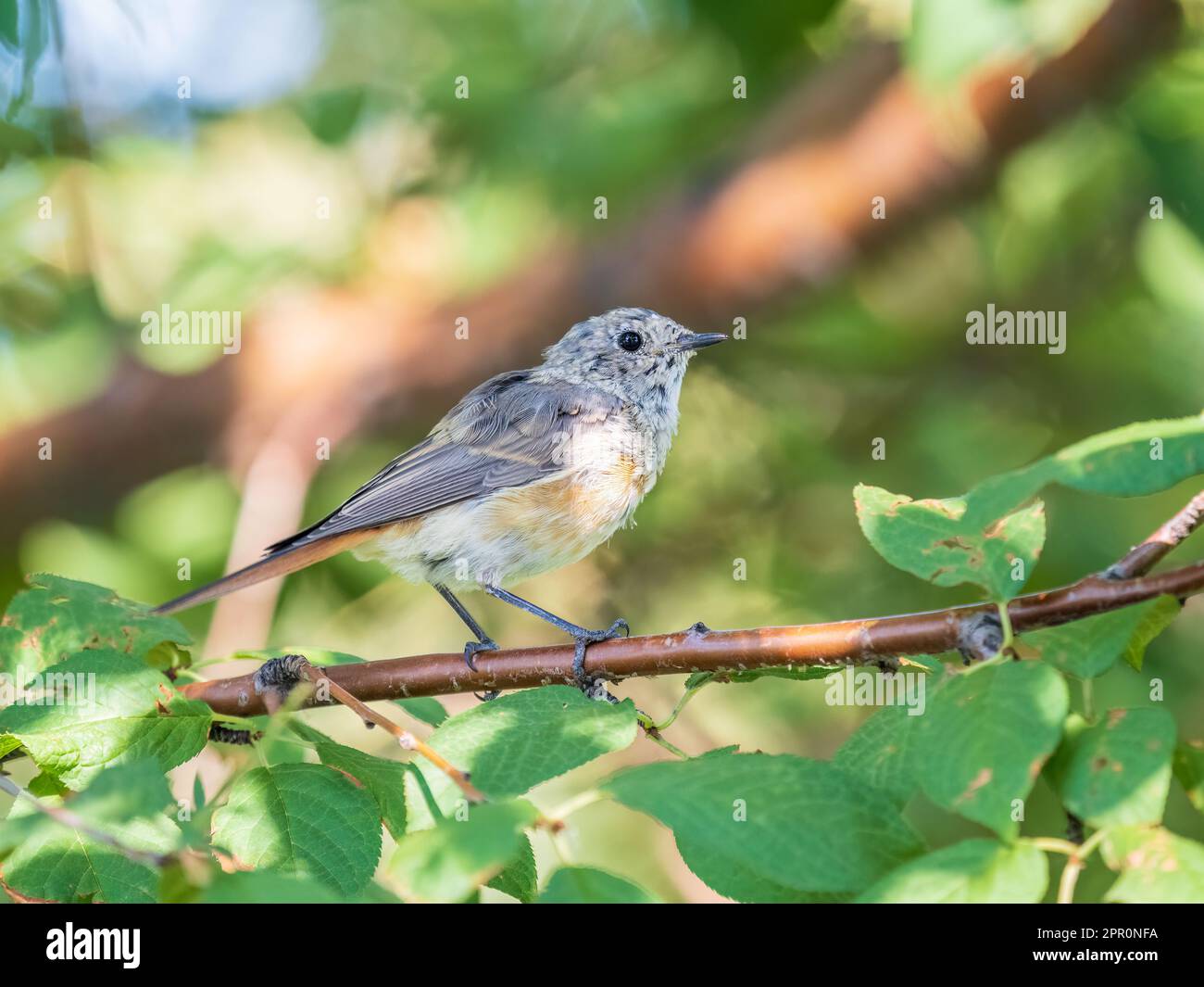 The common redstart, Phoenicurus phoenicurus, young bird, is ...