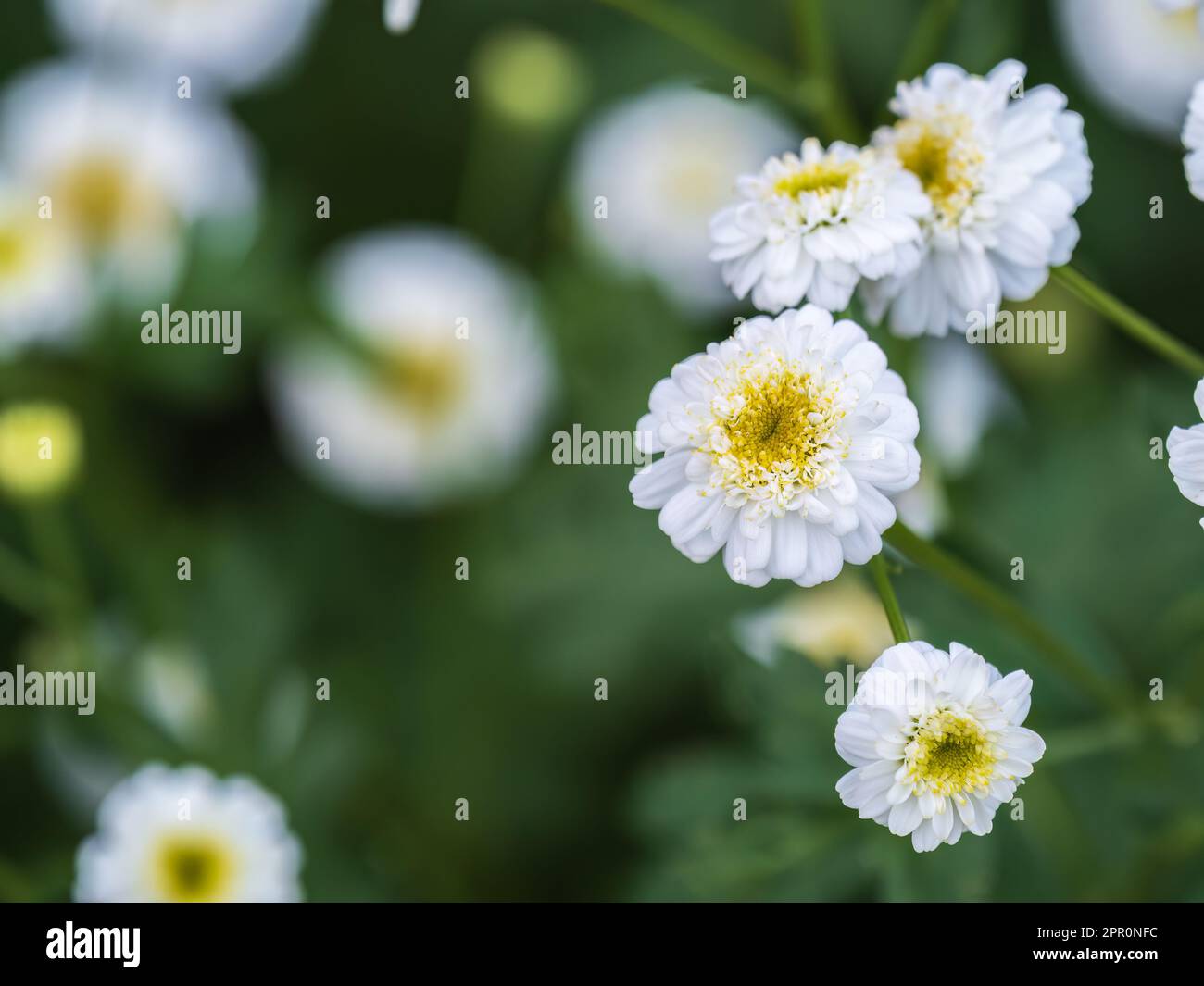 Colourful Feverfew Flowers, Tanacetum parthenium. Beautiful white and ...