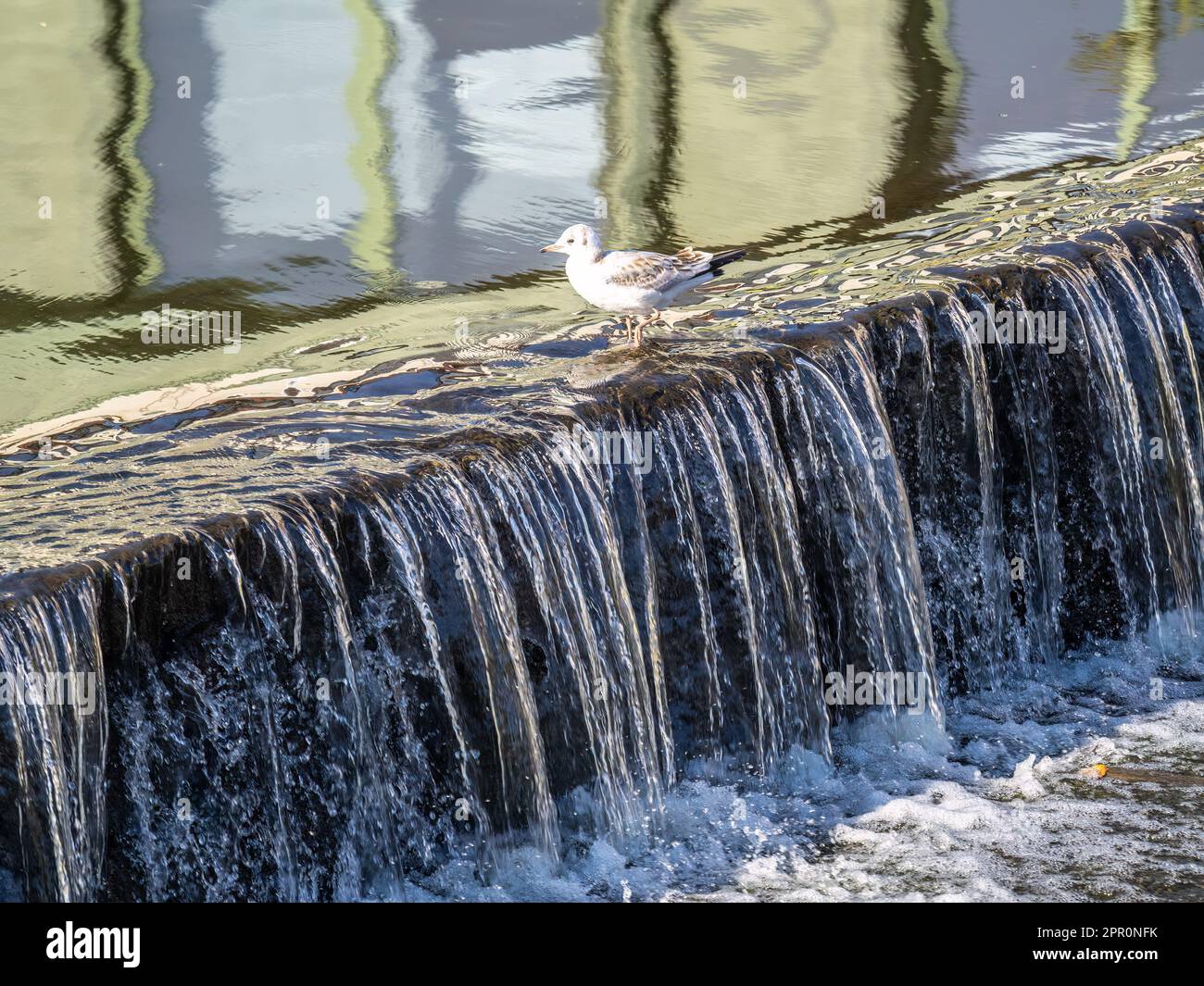 A small flat cascade in a calm river. Water background Stock Photo - Alamy