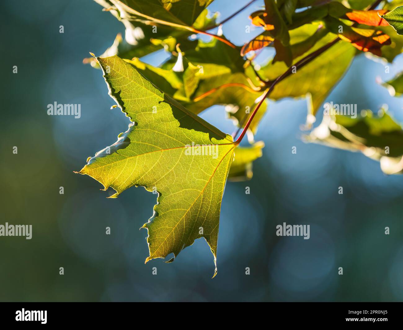 Spring branches of maple tree with fresh green leaves. Spring ...