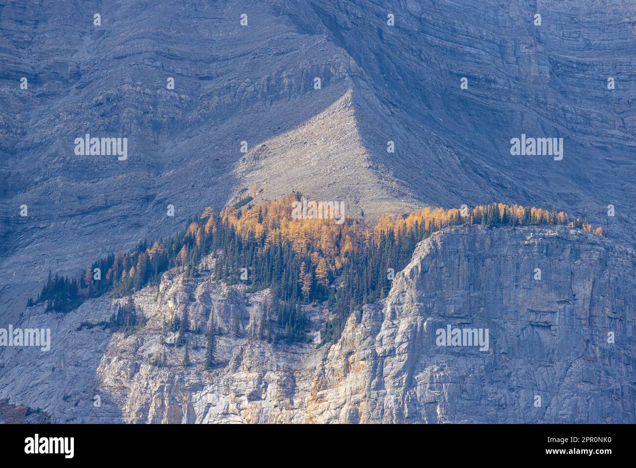 Late September and fall colours are developing on Mount Rundle Stock ...