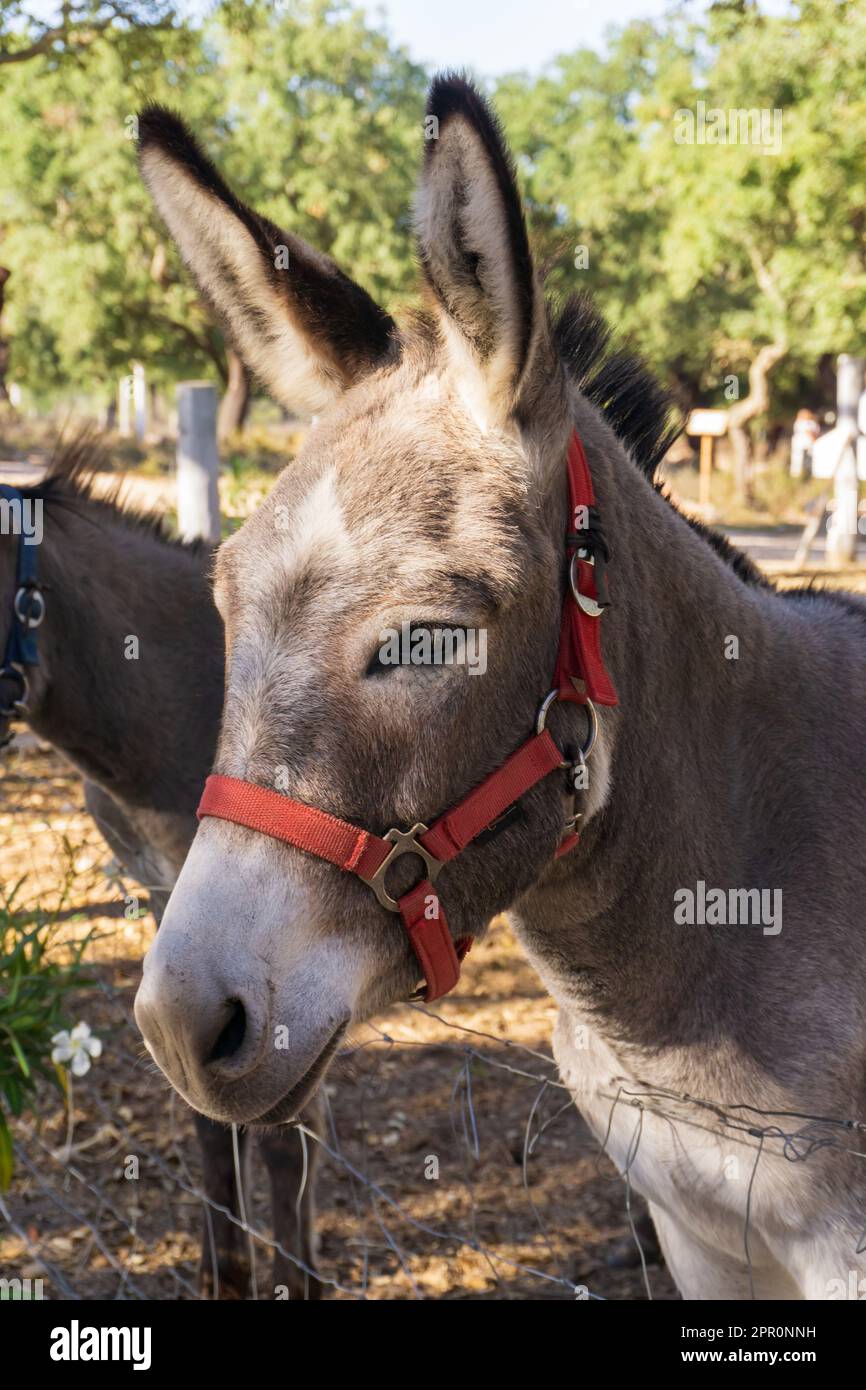 Cute donkey on a farm with a red bridle close up Stock Photo - Alamy