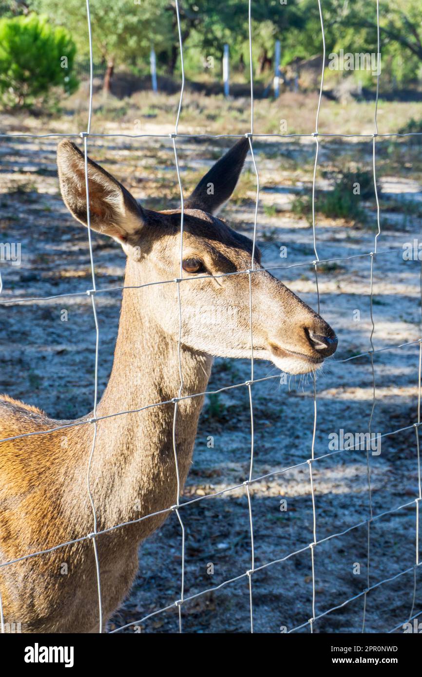 Female deer behind the metal net on the farm close up Stock Photo - Alamy
