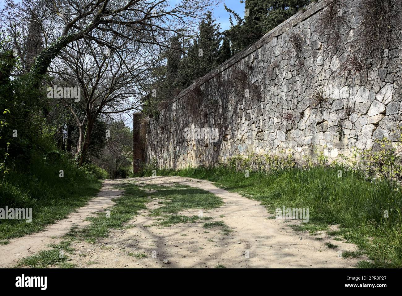 Tree arching on the bend of a dirt path bordered by a boundary wall in ...