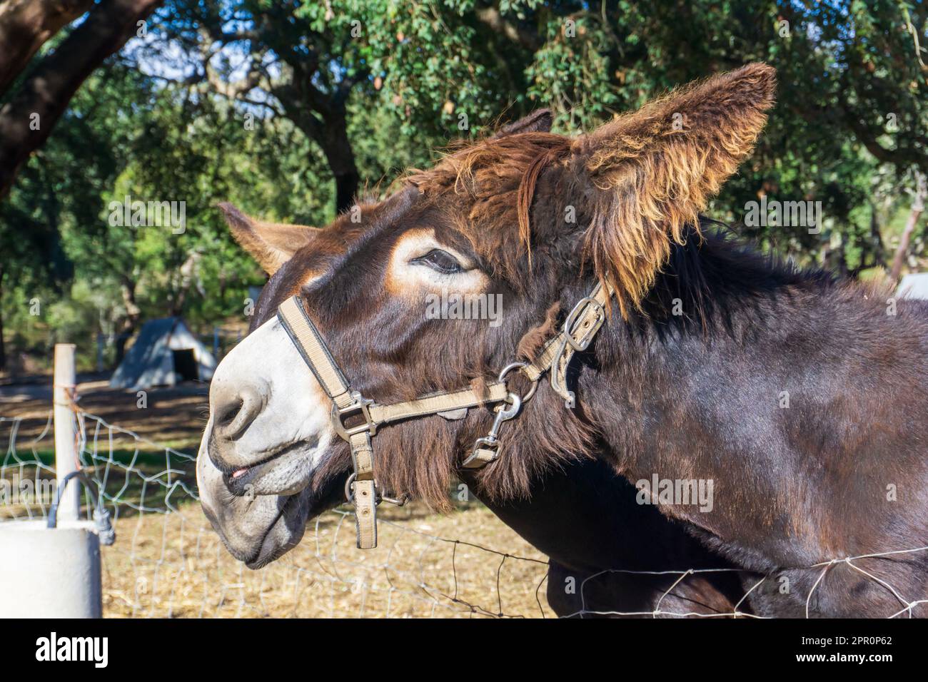 Brown Catalan donkey in a beige bridle with long hair on his ears on a ...