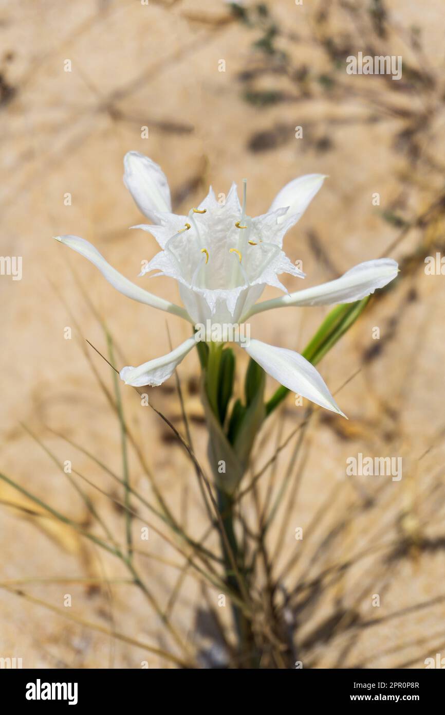 Pankration hi-res stock photography and images - Alamy