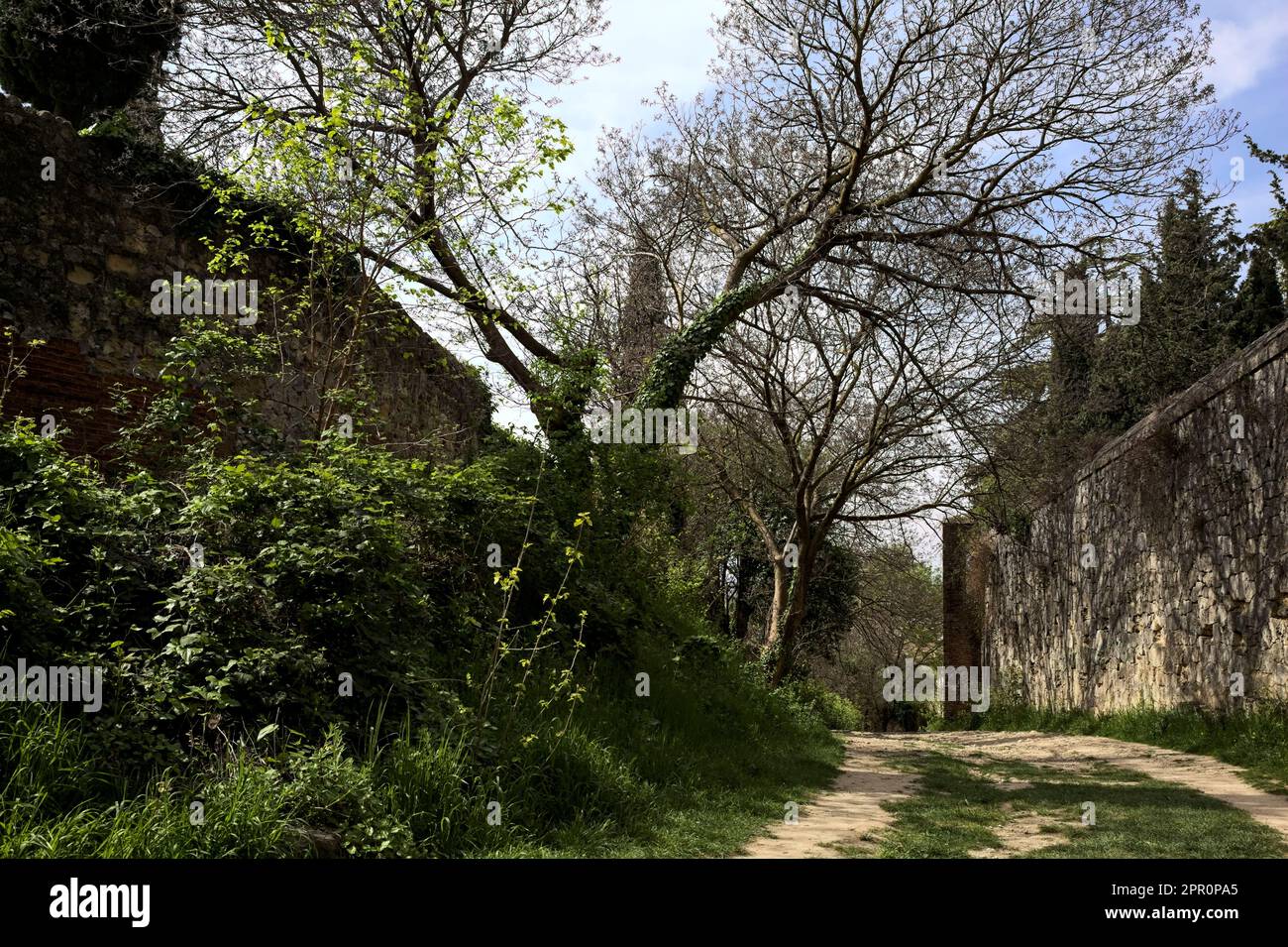 Tree arching on the bend of a dirt path bordered by a boundary wall in ...