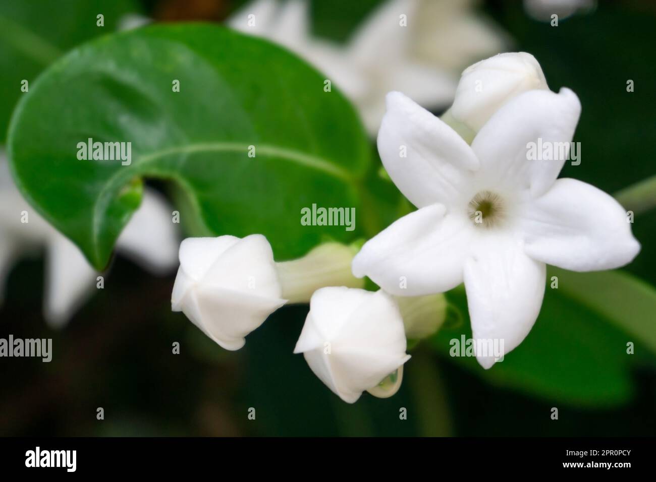 Stephanotis Flower Tattoo