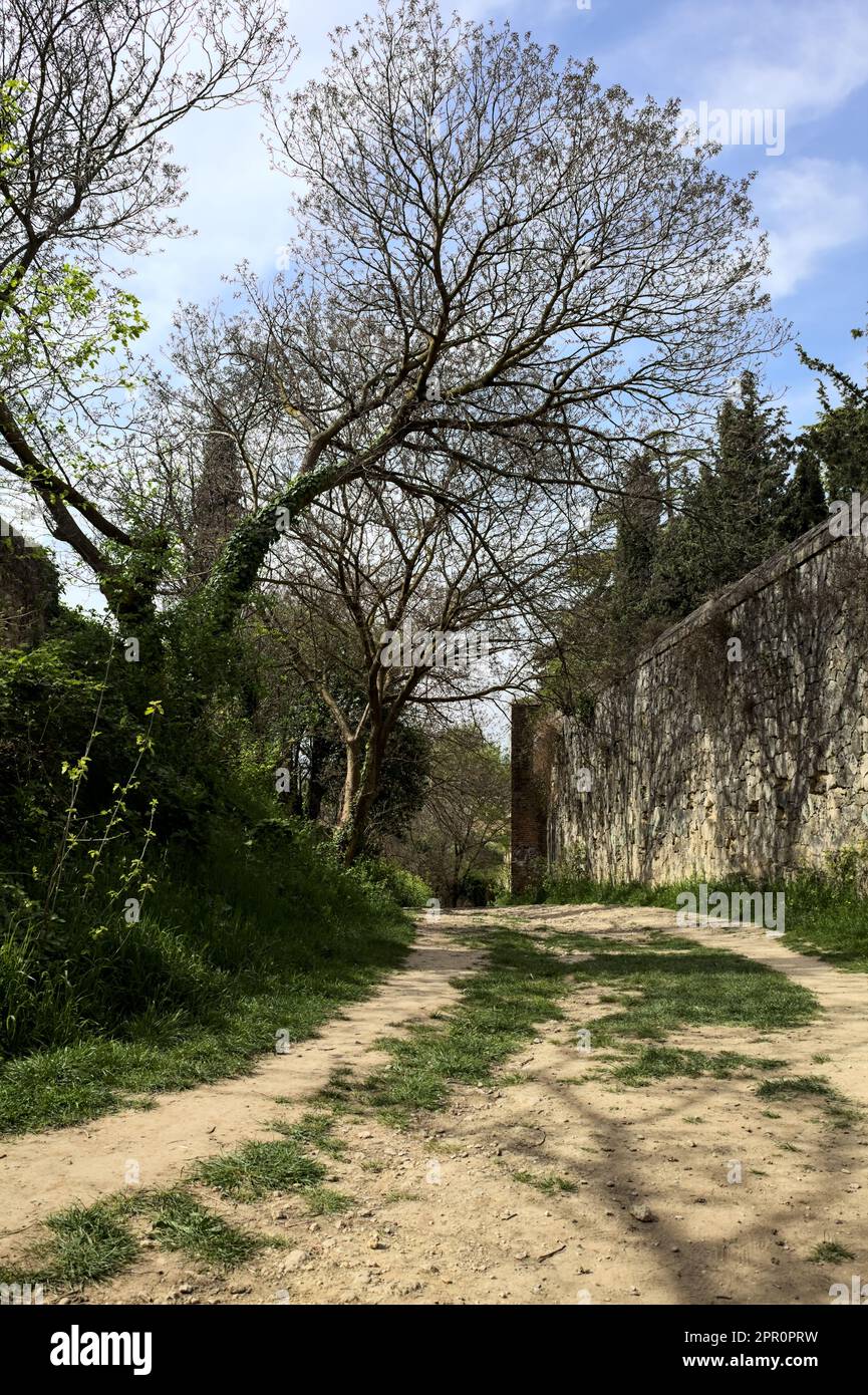Tree arching on the bend of a dirt path bordered by a boundary wall in ...