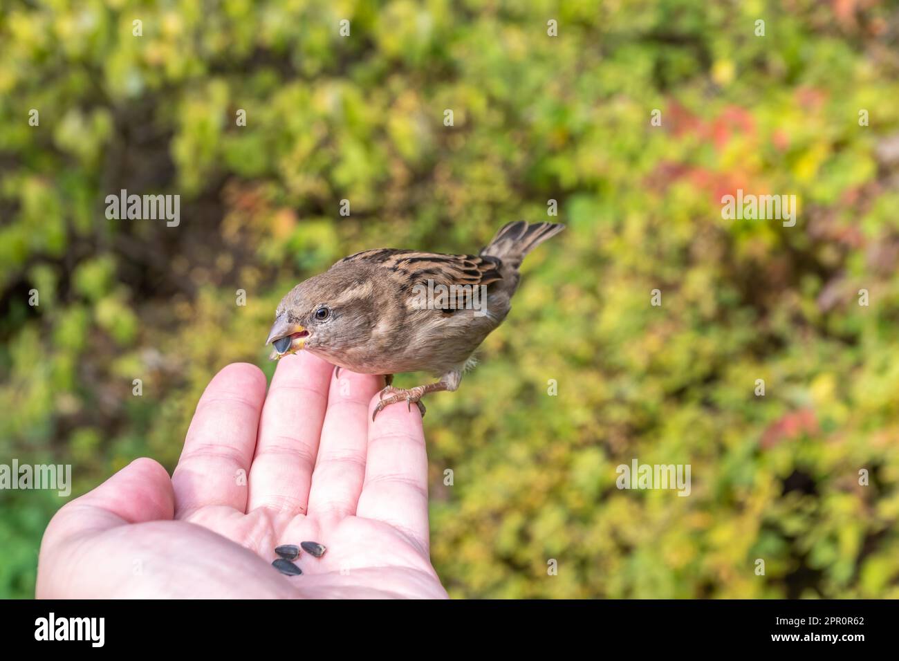 Sparrow eats seeds from a man's hand. A Sparrow bird sitting on the ...