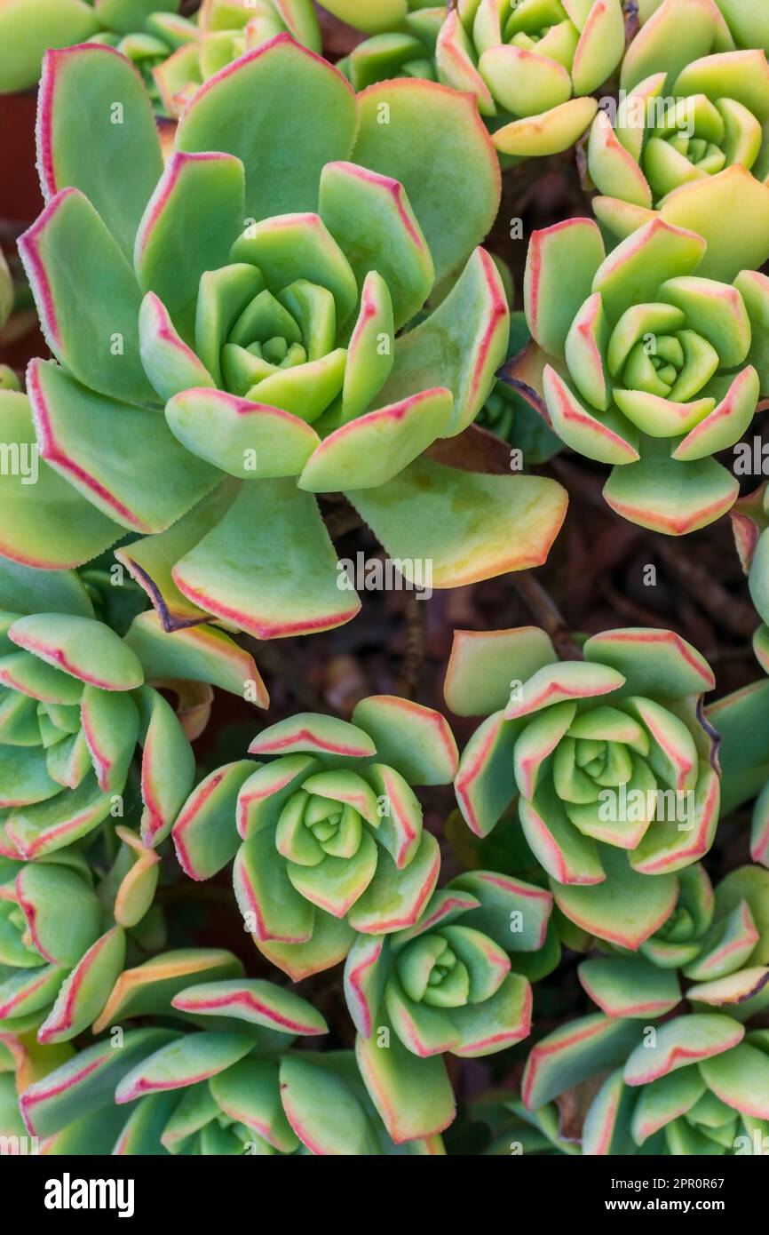 Little green rosettes of succulents in the garden top view Stock Photo ...