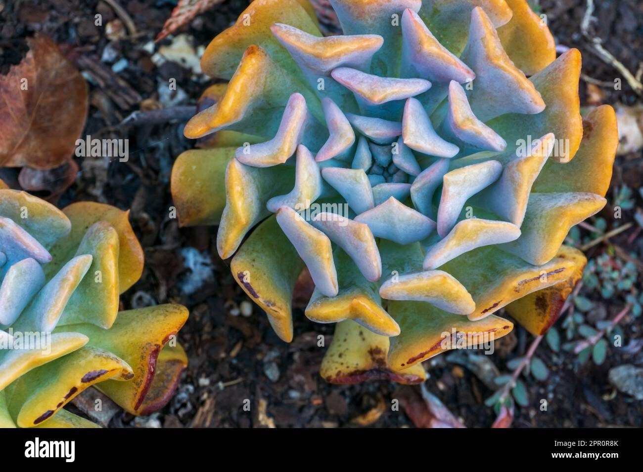Yellow - blue rosettes of succulents in the garden top view Stock Photo ...