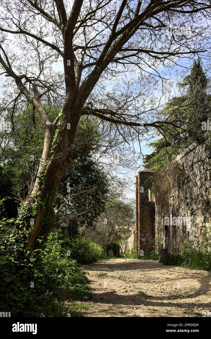 Tree arching on the bend of a dirt path bordered by a boundary wall in ...