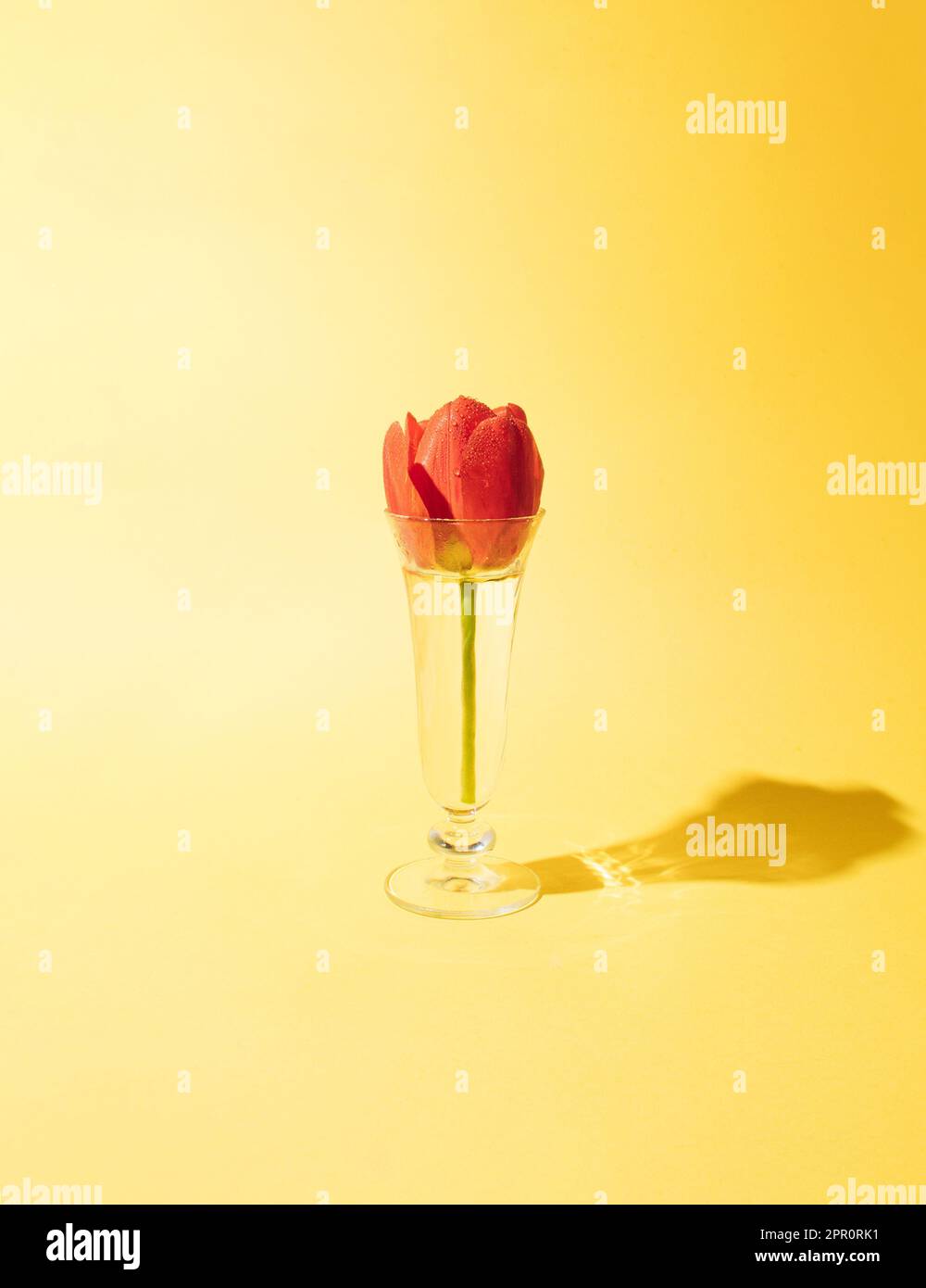 Tulip flower in a glass to yellow background. Minimal concept Stock ...