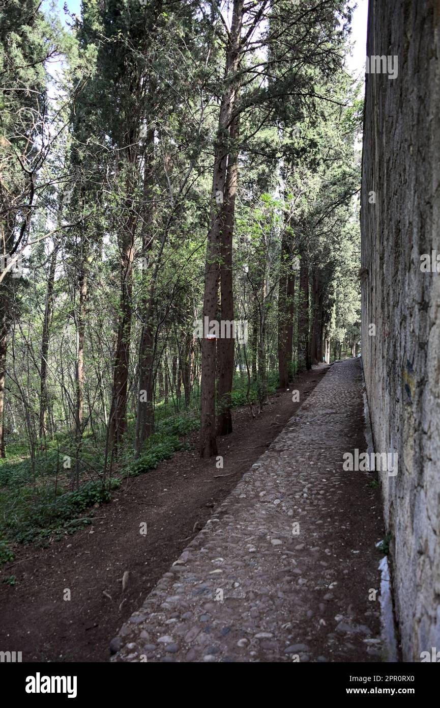 Trail bordered by a stone boundary wall in a forest Stock Photo - Alamy