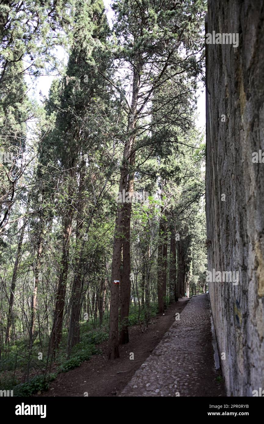 Trail bordered by a stone boundary wall in a forest Stock Photo - Alamy