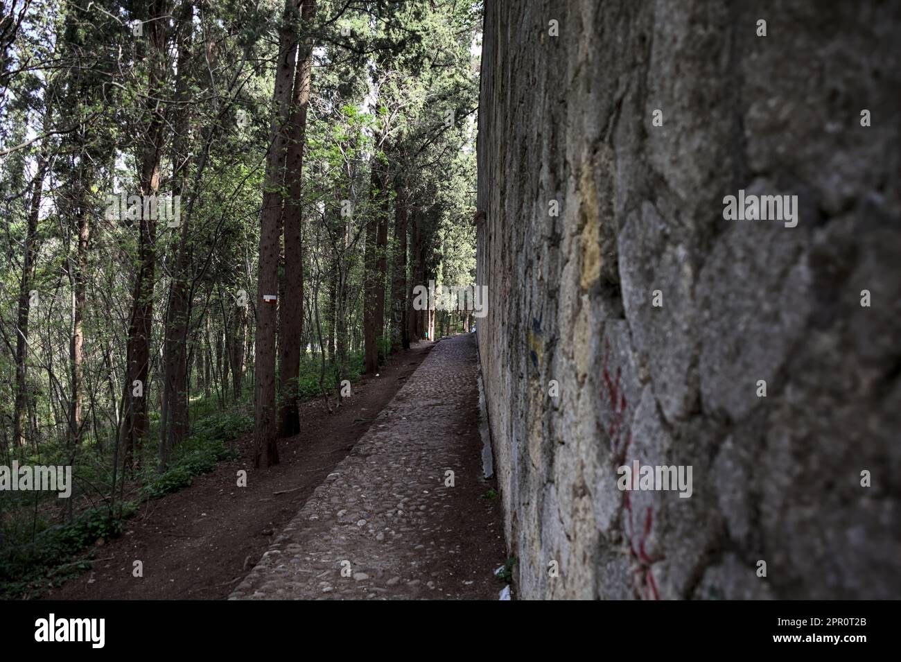 Trail bordered by a stone boundary wall in a forest Stock Photo - Alamy