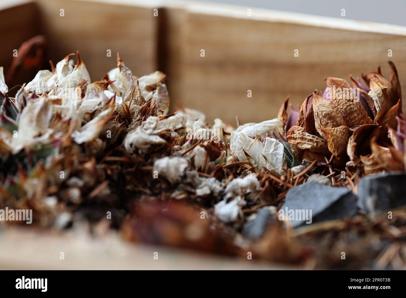 Blumen grun hi-res stock photography and images - Alamy