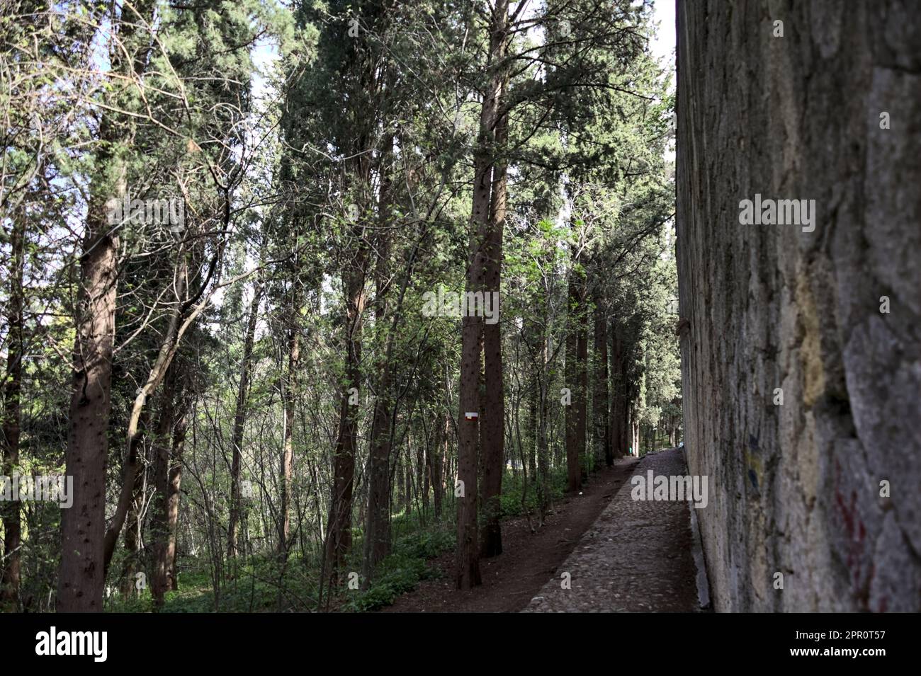 Trail bordered by a stone boundary wall in a forest Stock Photo - Alamy