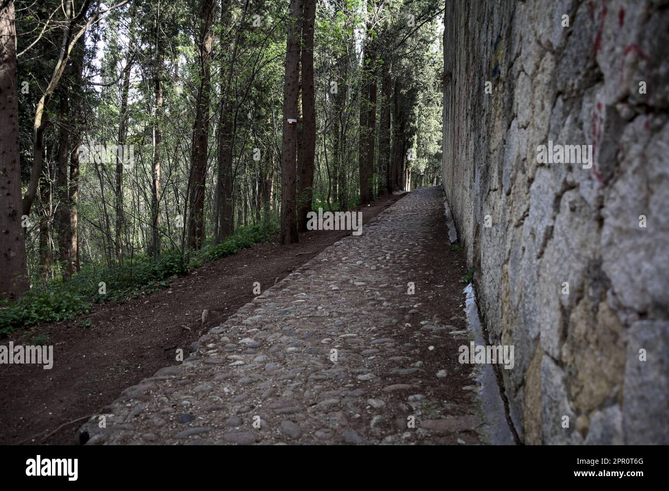 Trail bordered by a stone boundary wall in a forest Stock Photo - Alamy