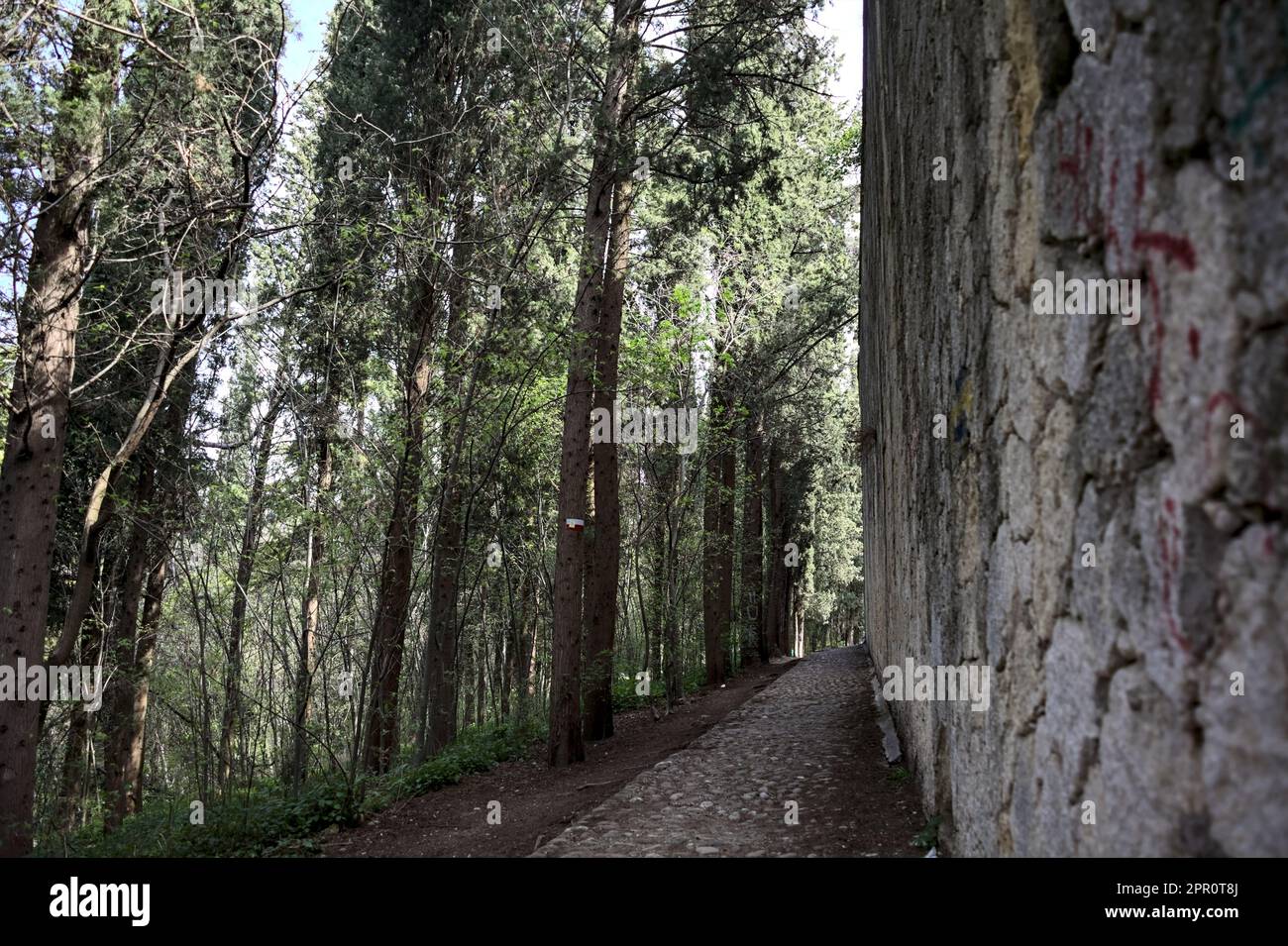 Trail bordered by a stone boundary wall in a forest Stock Photo - Alamy