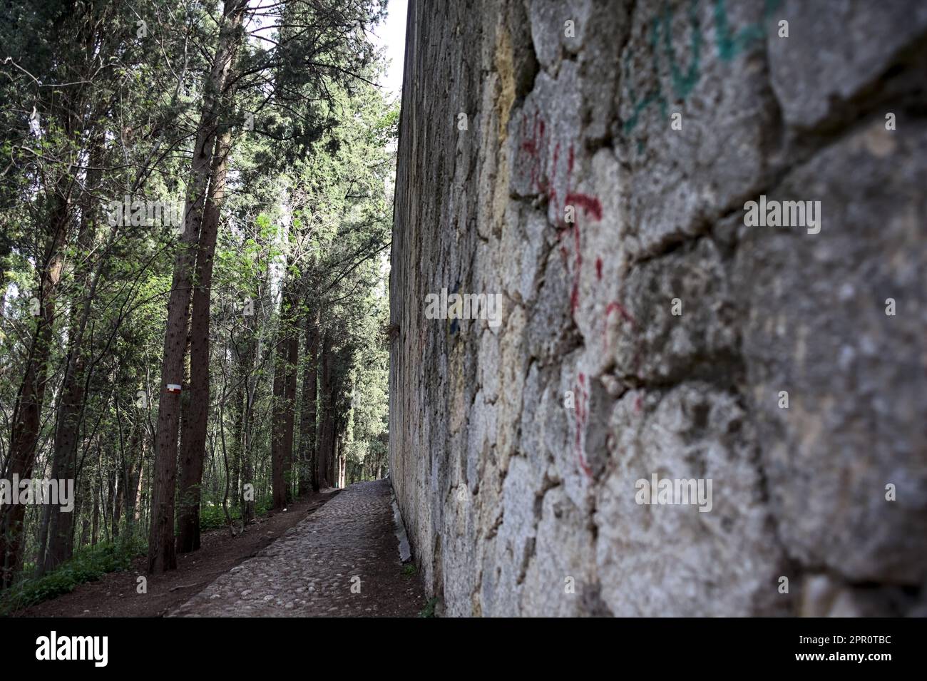 Trail bordered by a stone boundary wall in a forest Stock Photo - Alamy