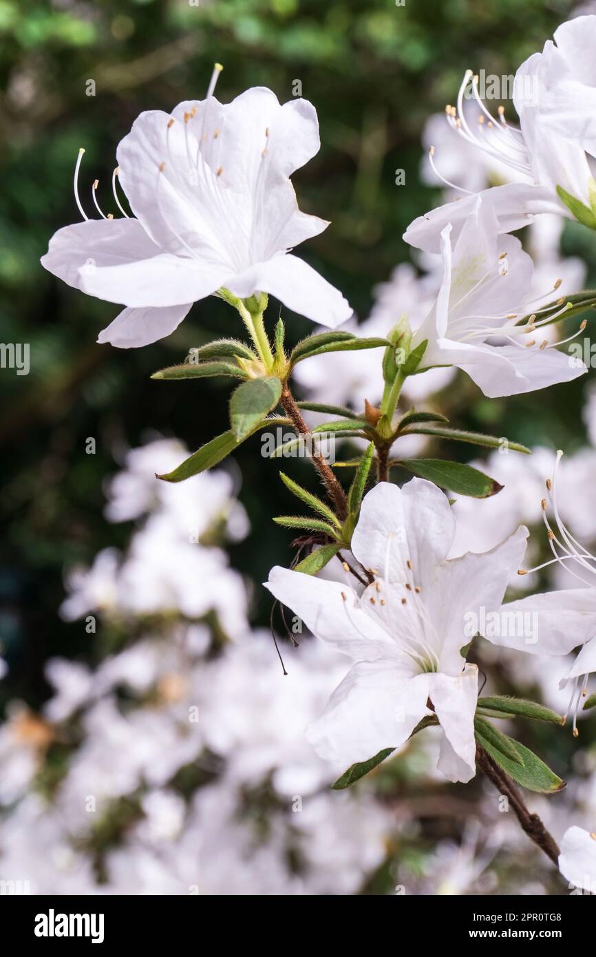 Flowering branches of Japanese azalea with white flowers and green ...