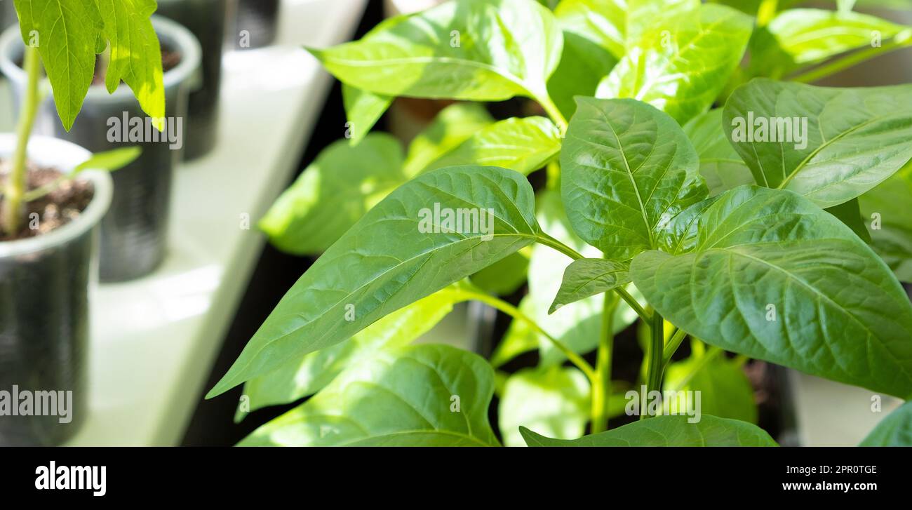 Bell pepper seeds germinate hi-res stock photography and images - Alamy