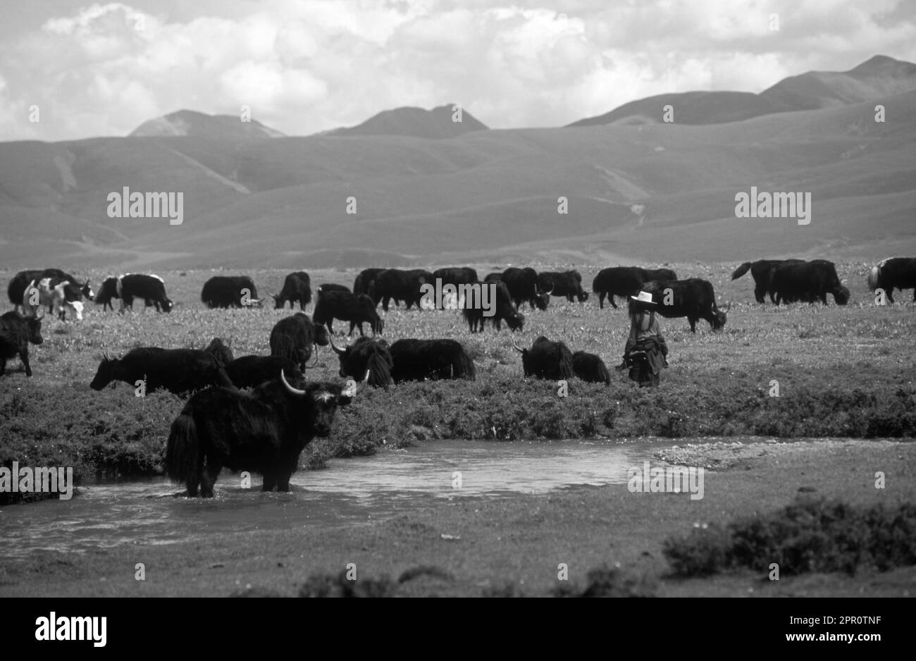Embroidered Tibetan tents are used for accomadation at the Litang Horse ...
