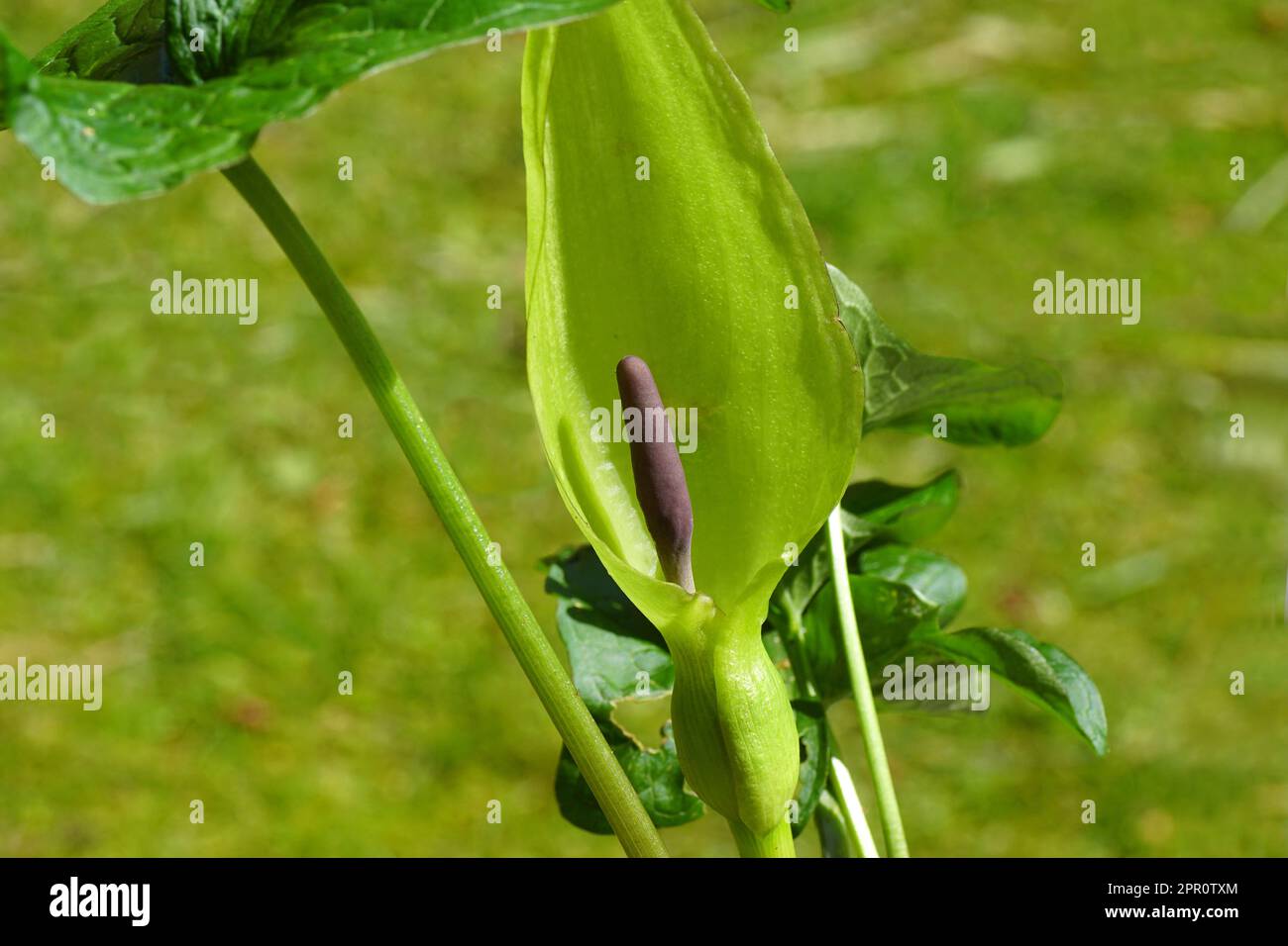 Closeup flower of Wild arum, Lords and Ladies, Jack in the Pulpit (Arum ...