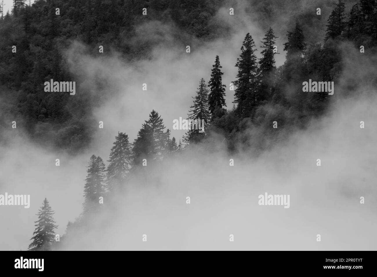 Mist rises from the forest during the summer monsoon - Kham, (eastern ...