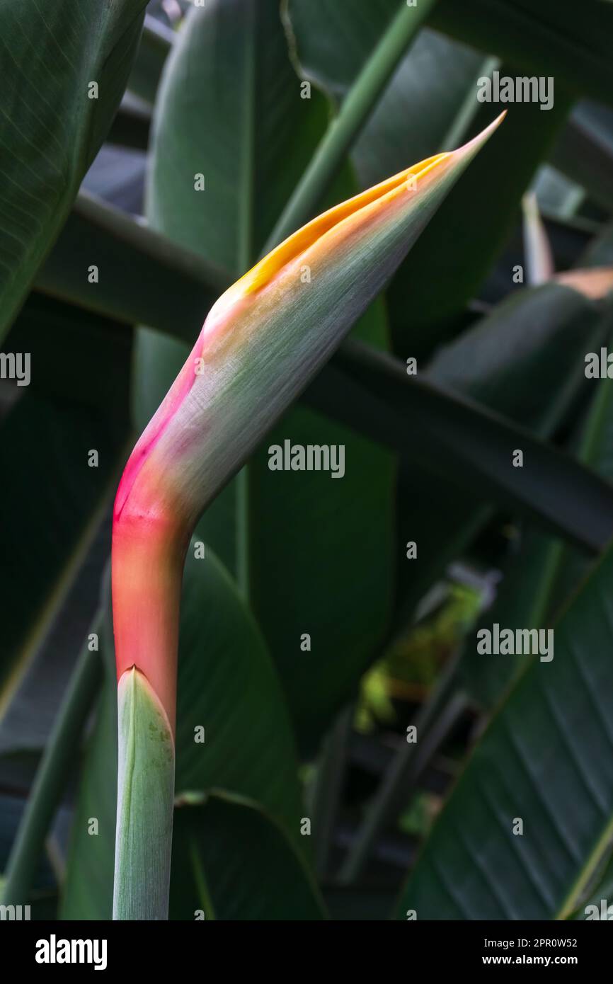Strelitzia bud on a background of dark green leaves close up Stock ...