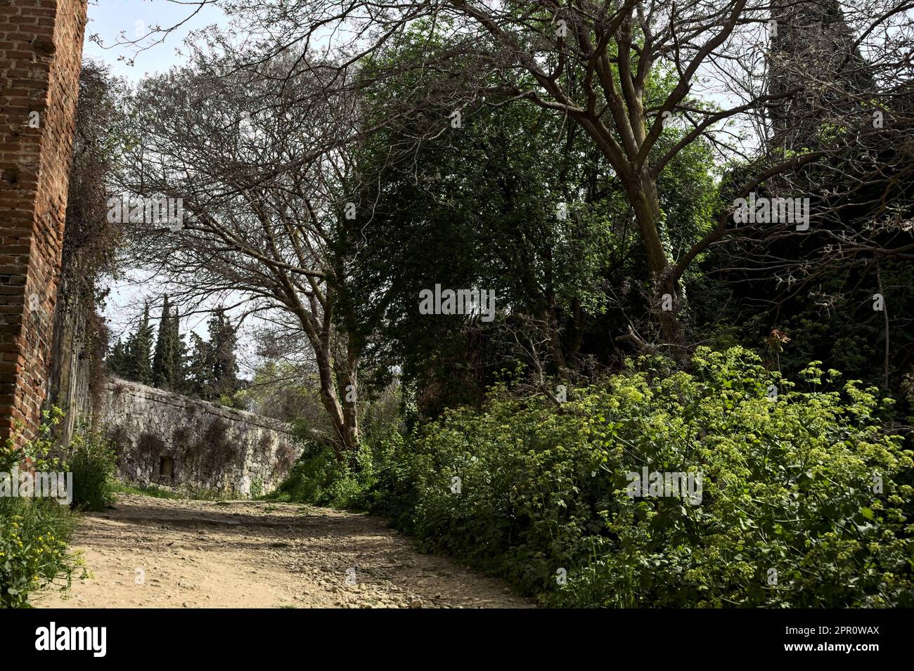 Tree arching on the bend of a dirt path bordered by a boundary wall in ...