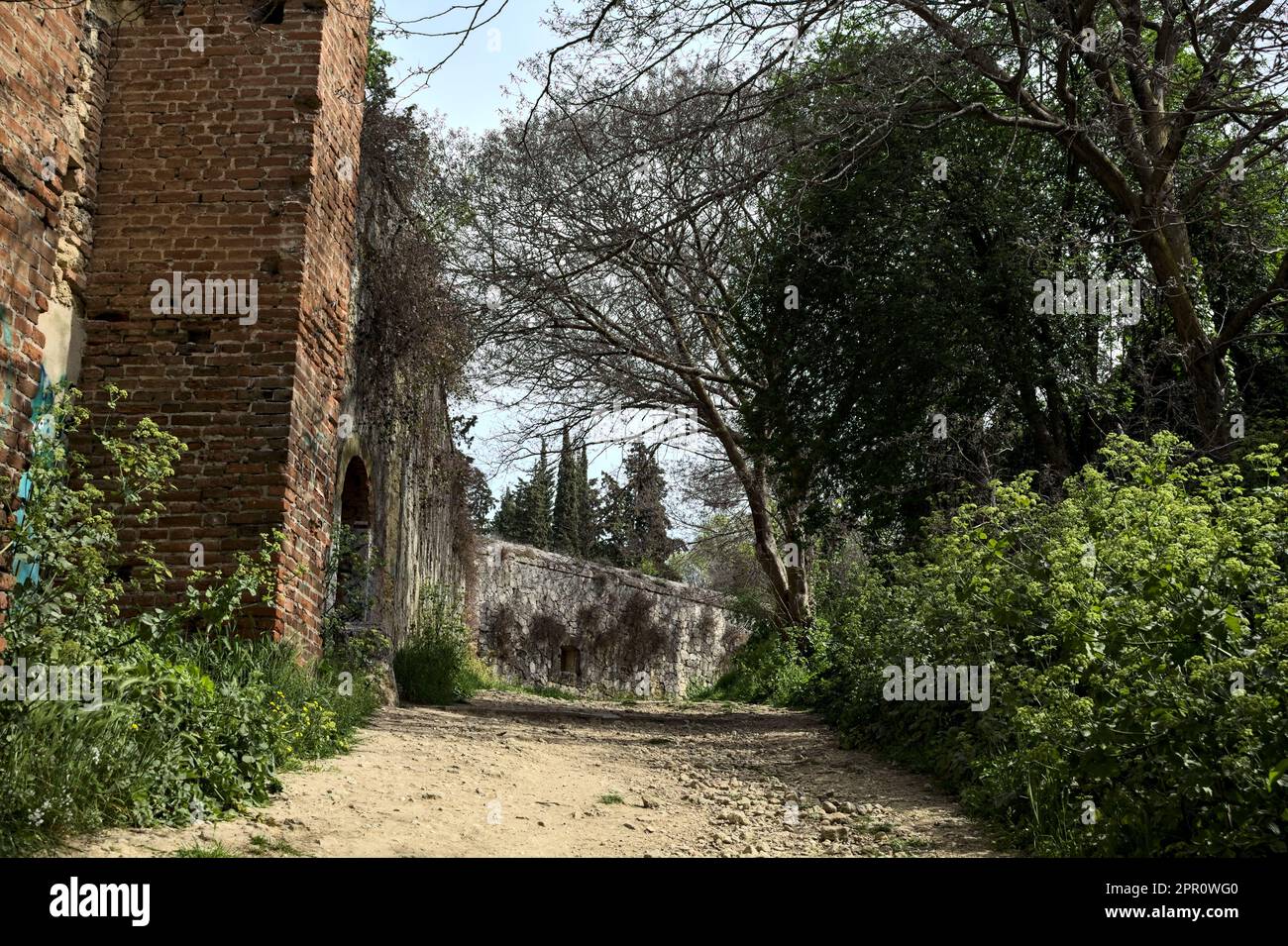Tree arching on the bend of a dirt path bordered by a boundary wall in ...