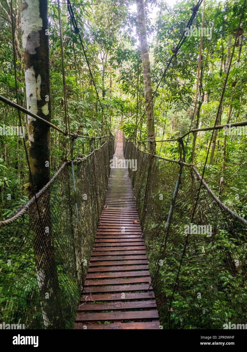 Amazon Natural Park Canopy Walkway. Canopy cable bridge for tourists in ...