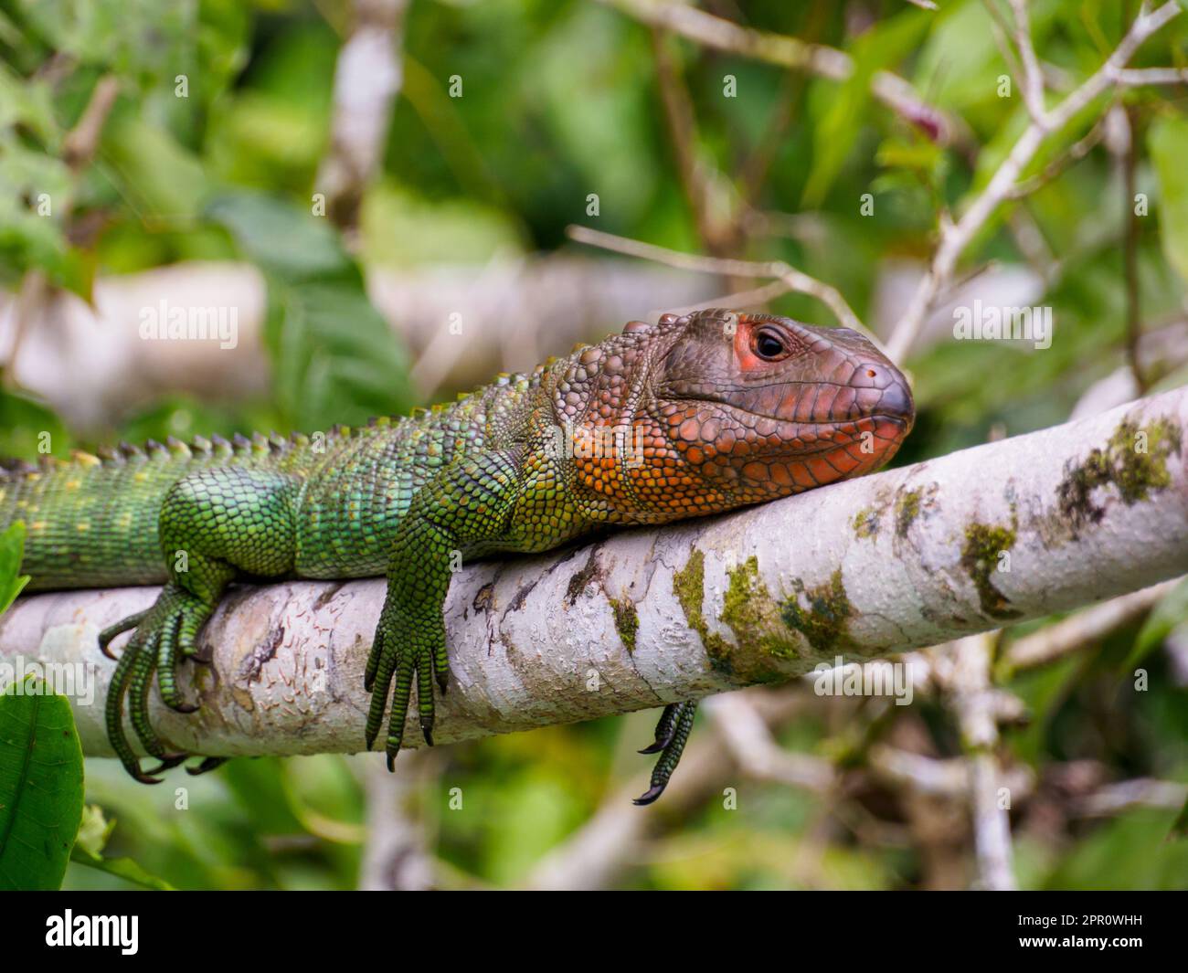 The genus Dracaena also called caiman lizards or water tegus is sitting ...