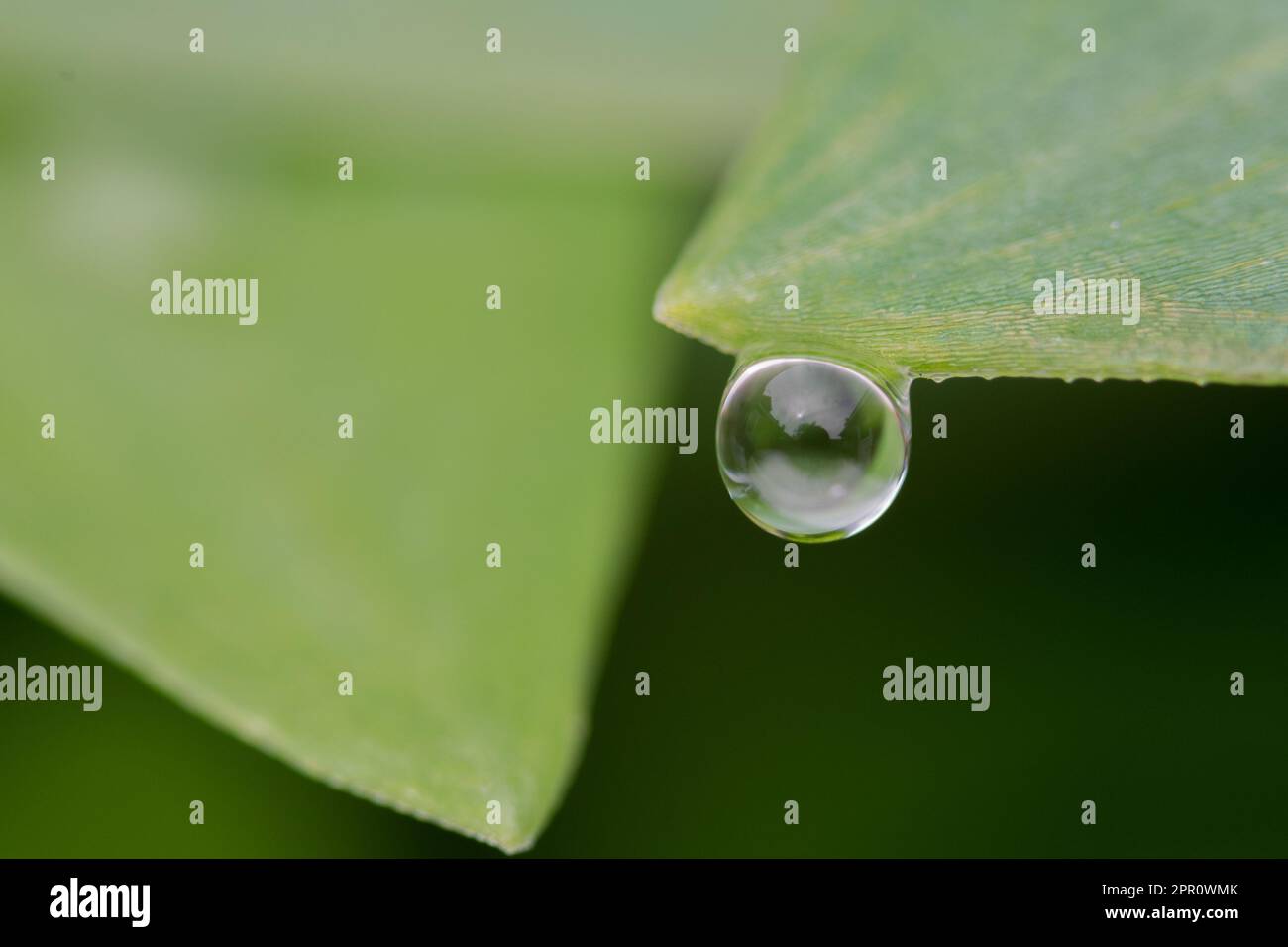 Single raindrop green leaf hi-res stock photography and images - Alamy