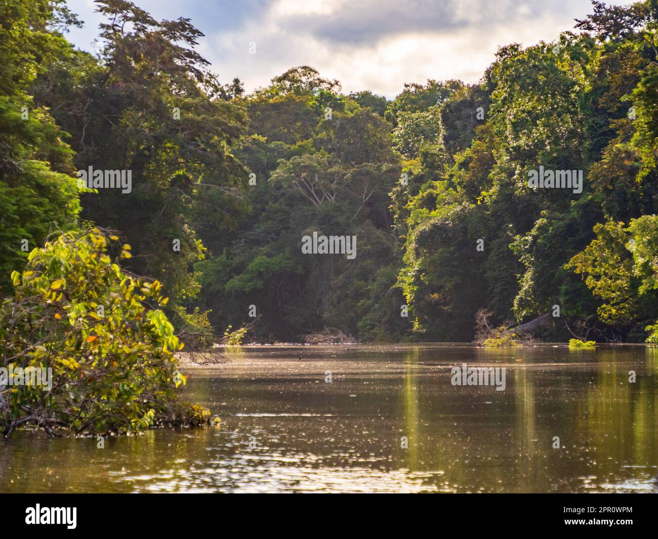 Amazonia - wall of green tropical forest of the Amazon jungle, green ...