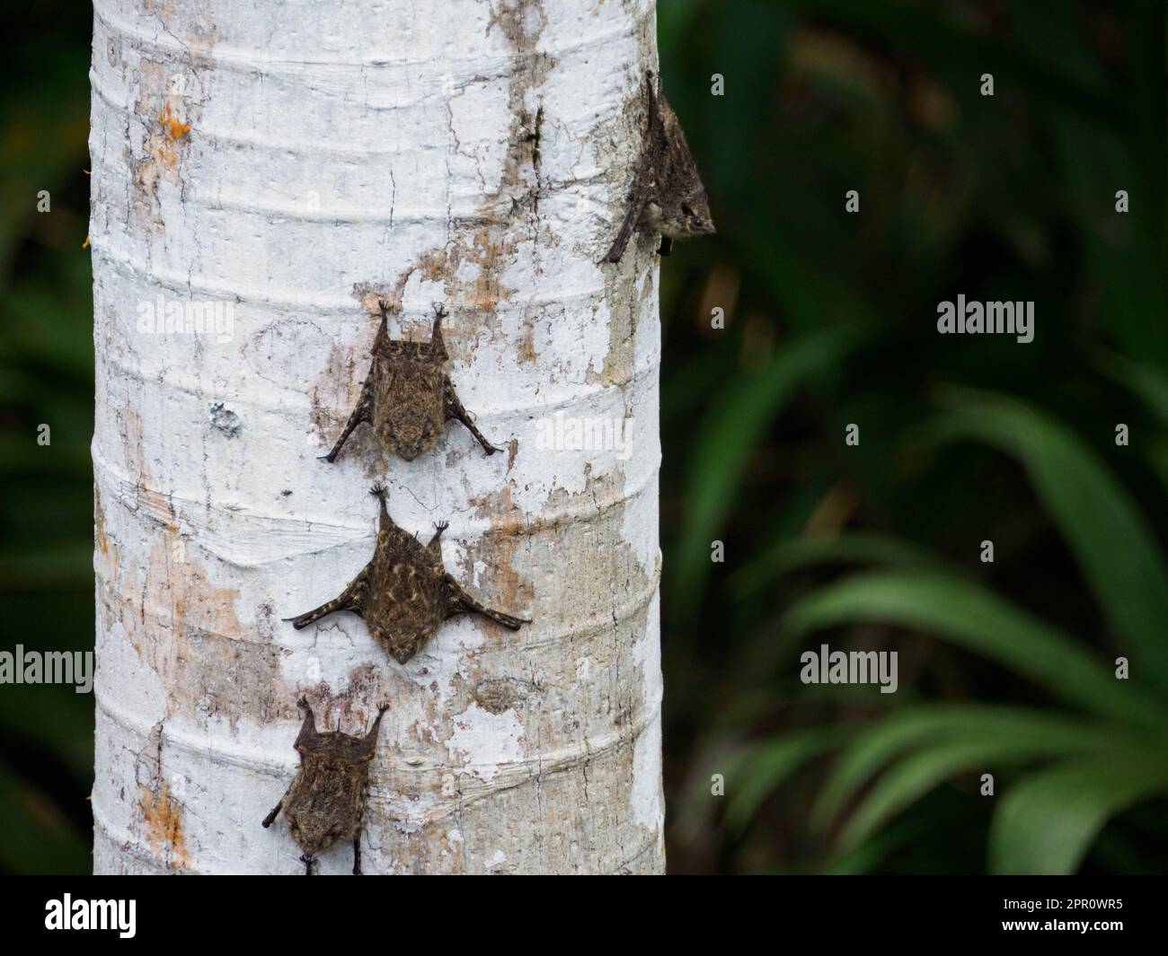 Little bats on the tree trunk in Reserva Nacional Pacaya Samiria ...