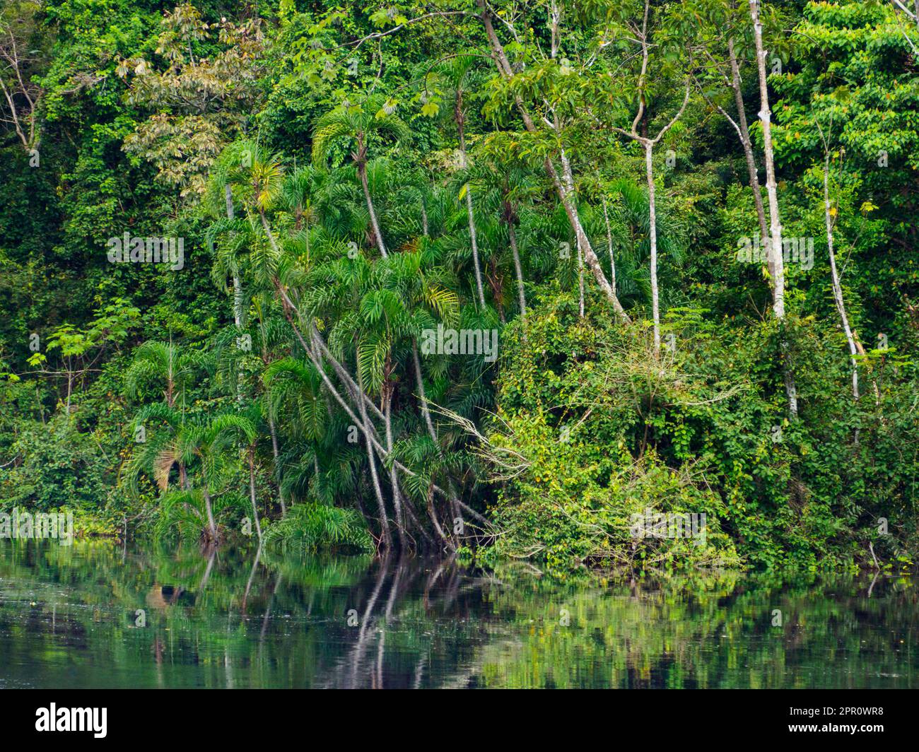 The Marañón River (Maranon) in Reservas Nacional Pacaya Samiria ...