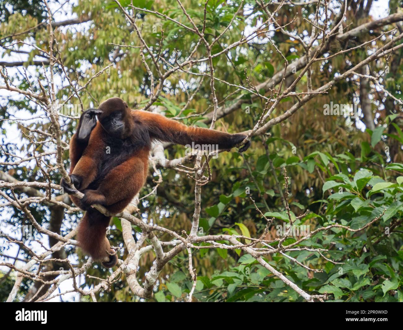 Woolly (chorongo) monkey in the Amazonia, Amazonia, Pacaya Samiria ...