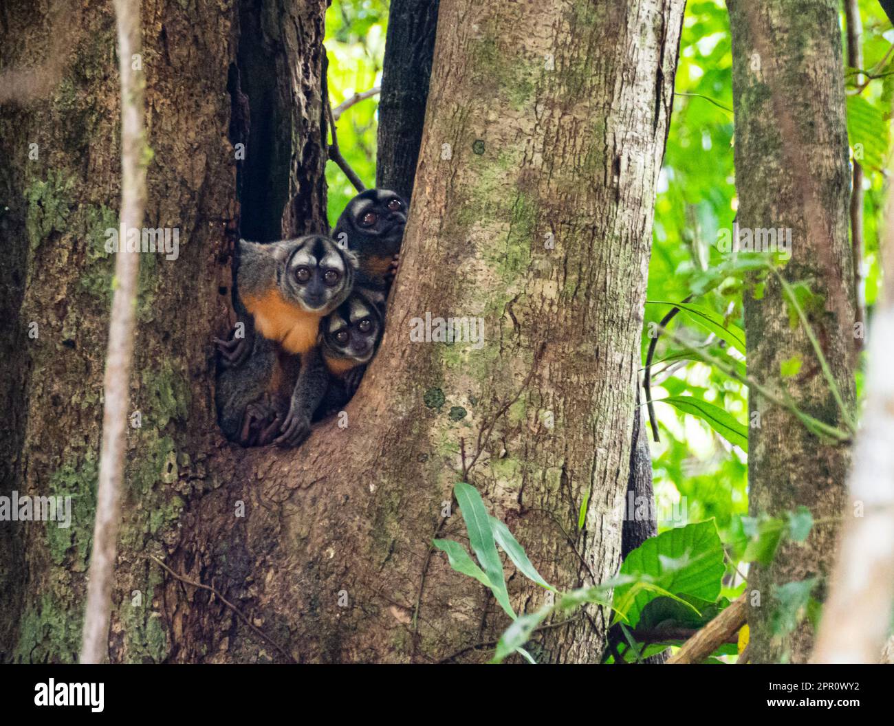 Night monkeys, also known as owl monkeys or douroucoulis are nocturnal ...