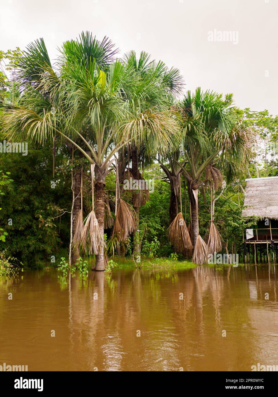 The Ucayali River in Reservas Nacional Pacaya Samiria - protected area ...