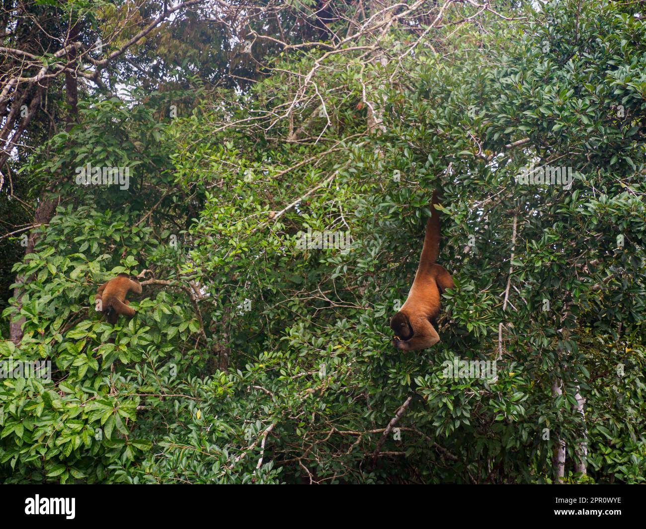 Woolly (chorongo) monkey in the Amazonia, Amazonia, Pacaya Samiria ...